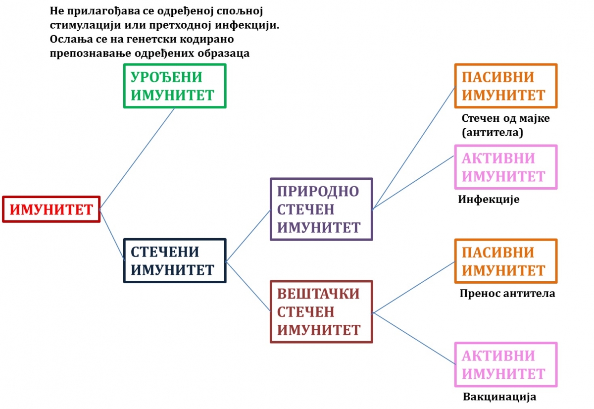 Šta je imunološki sistem a šta imunitet ? - Vaša Kuća Zdravlja